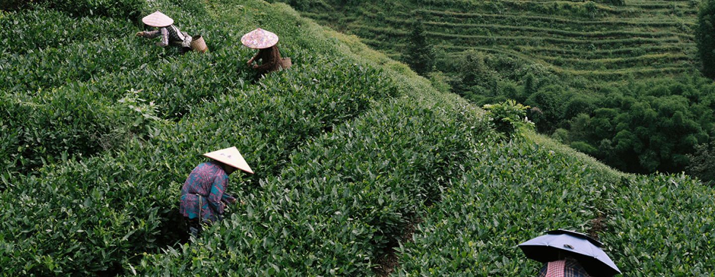 Molly Tea Shop – MOLLY TEA